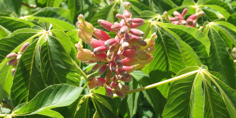 A barackszín virágú vadgesztenye gondozása és szaporítása | Green Profit