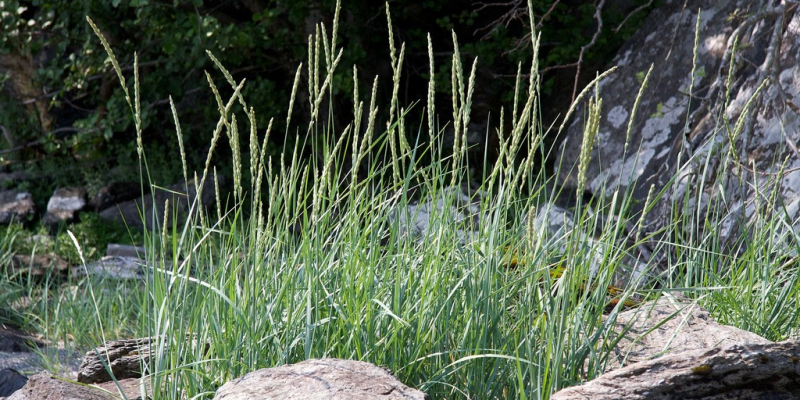 Homoki hajperje (Leymus arenarius) gondozása | Green Profit